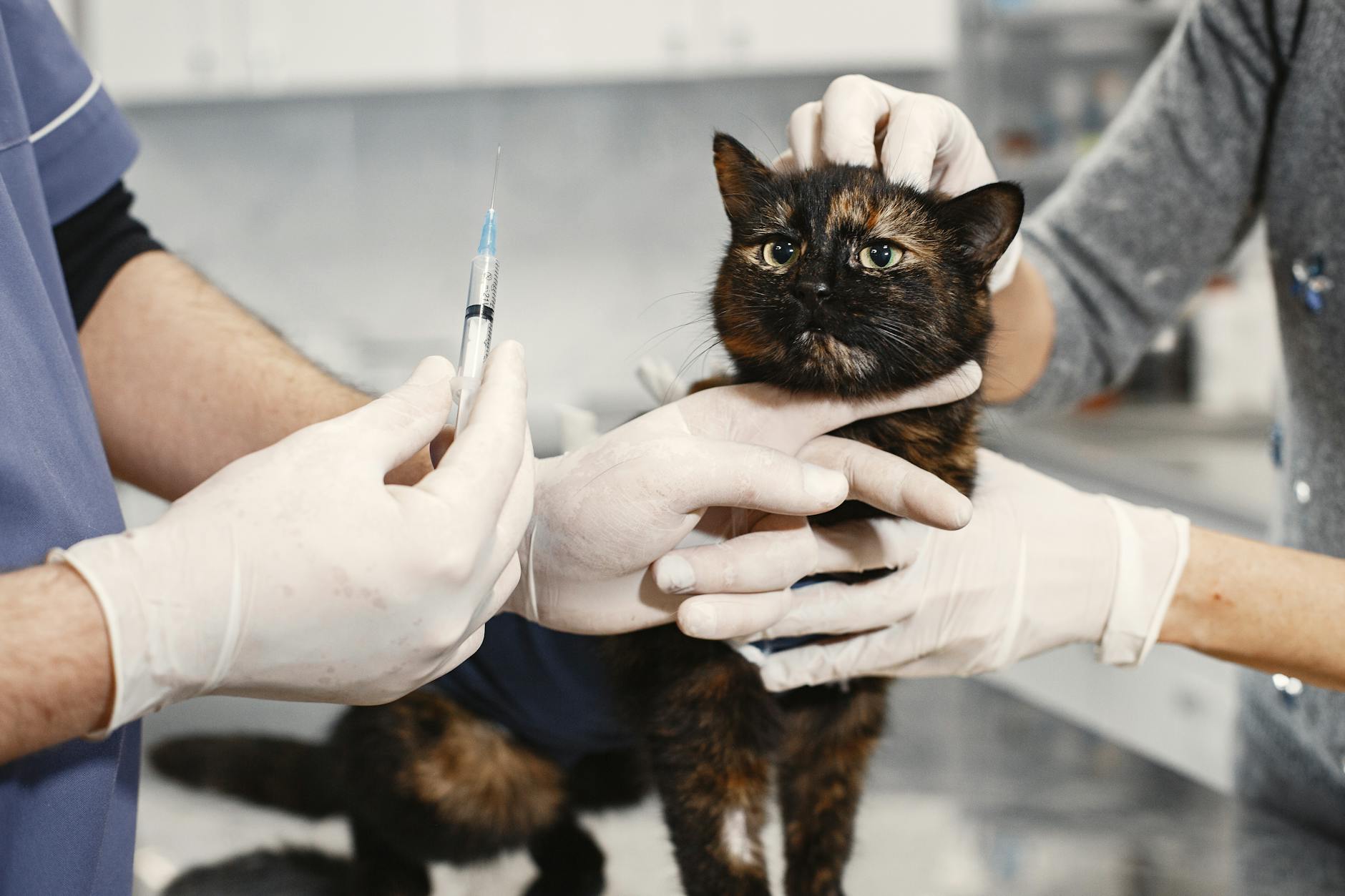 Suddenly greasy and matted cat? Why? - Spiffy Kitty House Call Cat Grooming